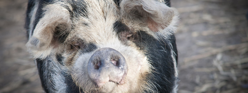 varken (hobbymatig) - De Graafschap Dierenartsen